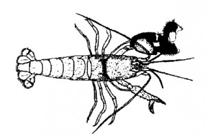 pistol shrimp | River Listening: Dr Leah Barclay and the Australian ...