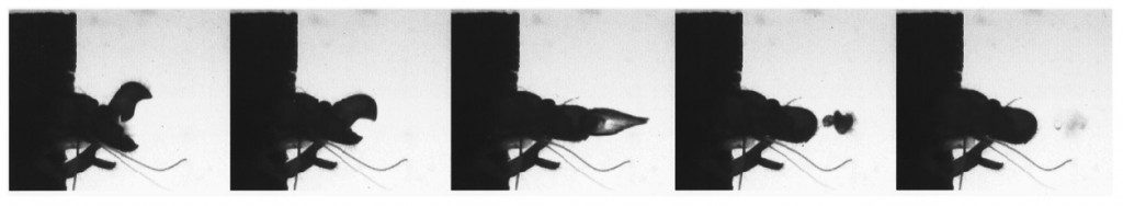 pistol shrimp | River Listening: Dr Leah Barclay and the Australian ...